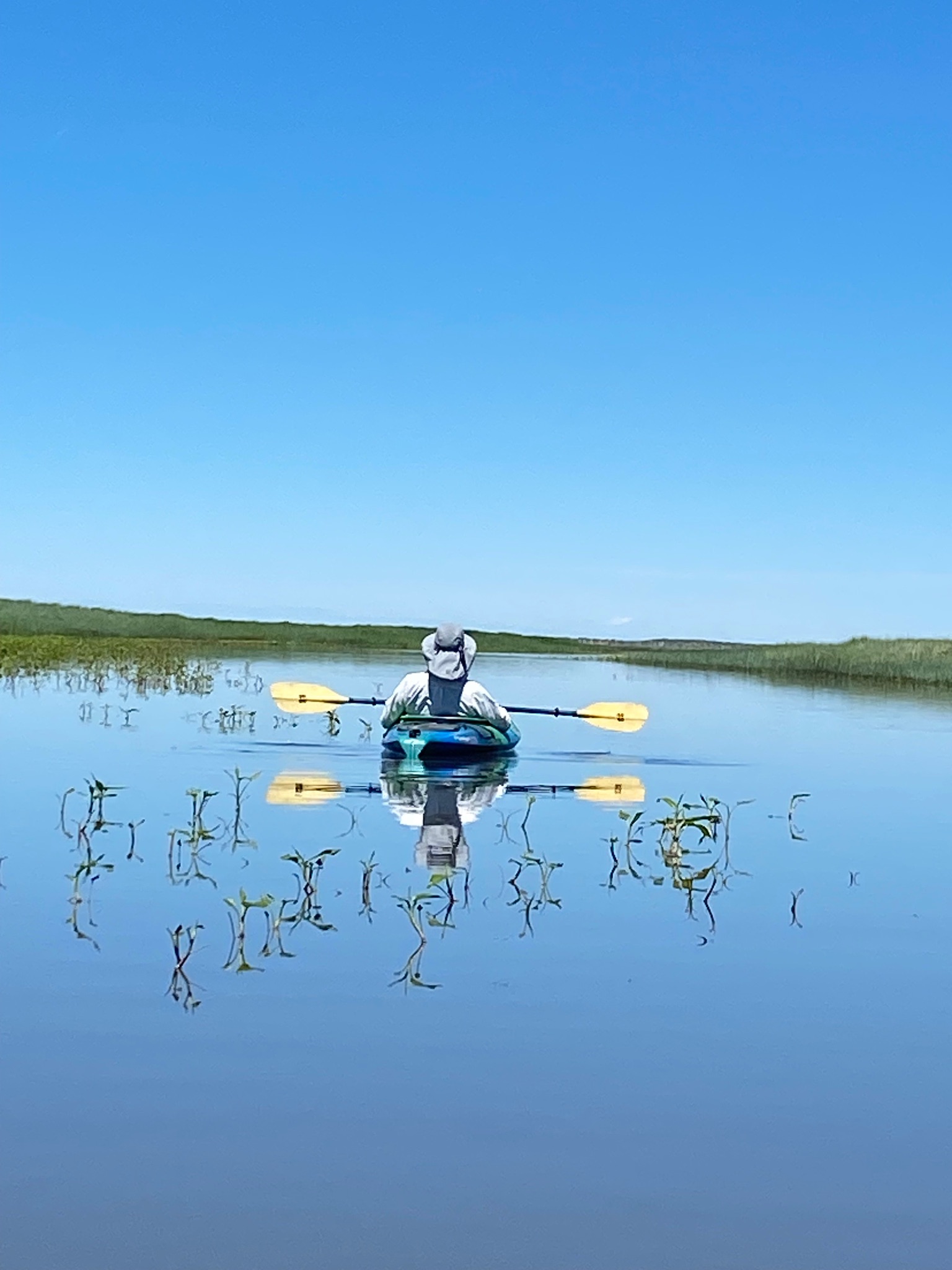 A Wetland Filling – Roaming Upward